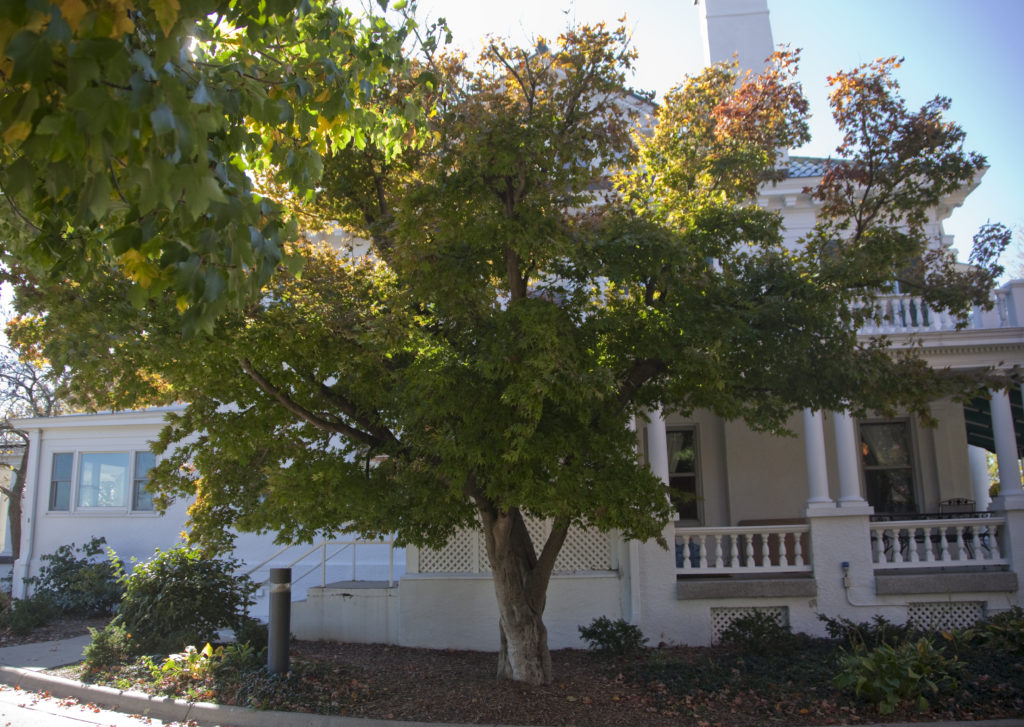 Kansas full of Champion-level trees | News, Sports, Jobs - Lawrence ...